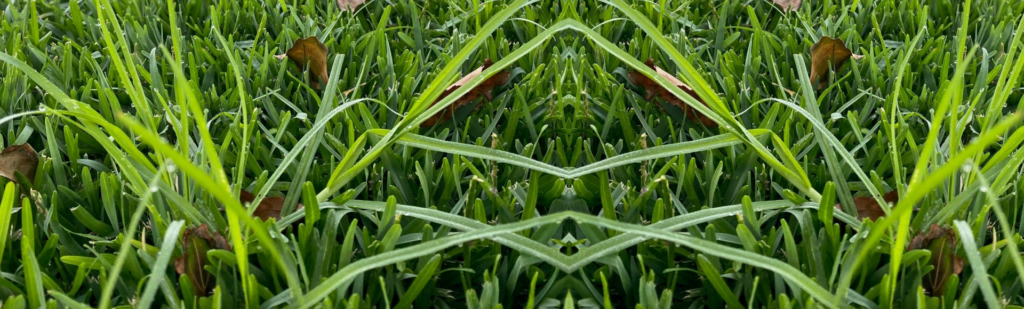 How To Control Invasive Grasses - Turfco