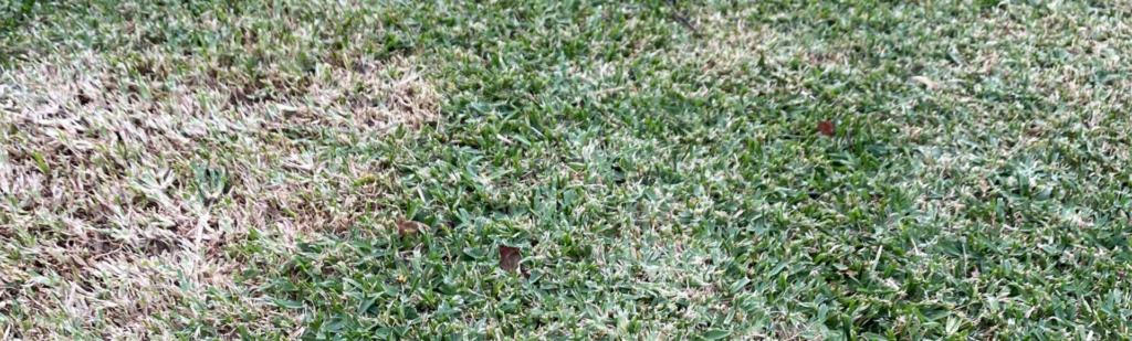 How to Stop Scalping Your Lawn While Mowing - Turfco