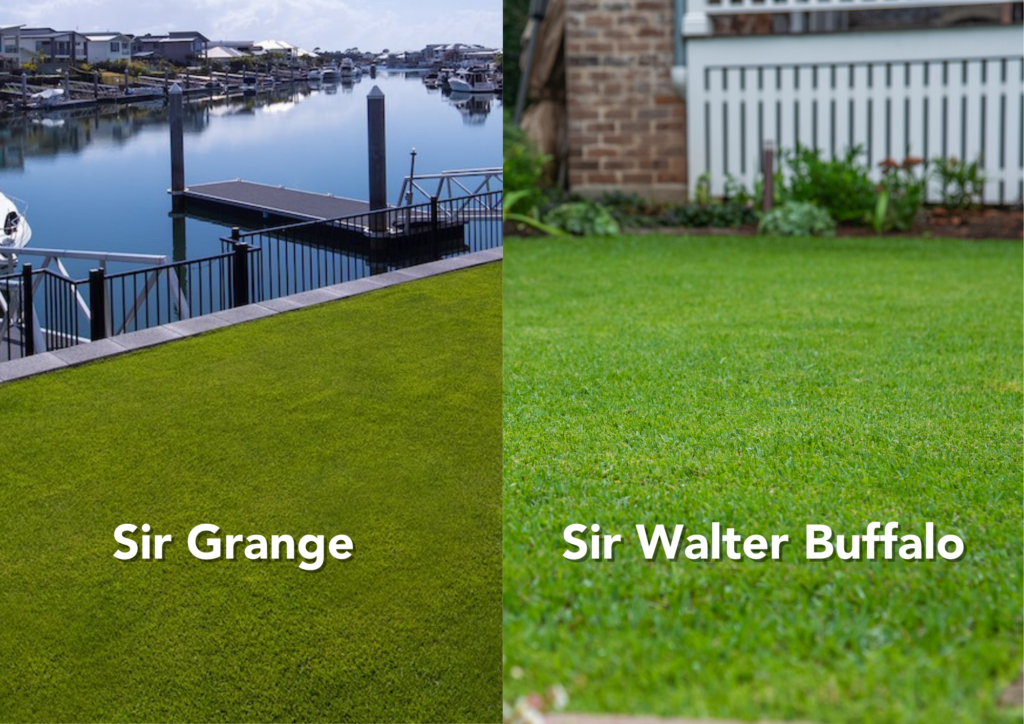 Sir Walter Buffalo vs. Sir Grange Zoysia Turf - Turfco
