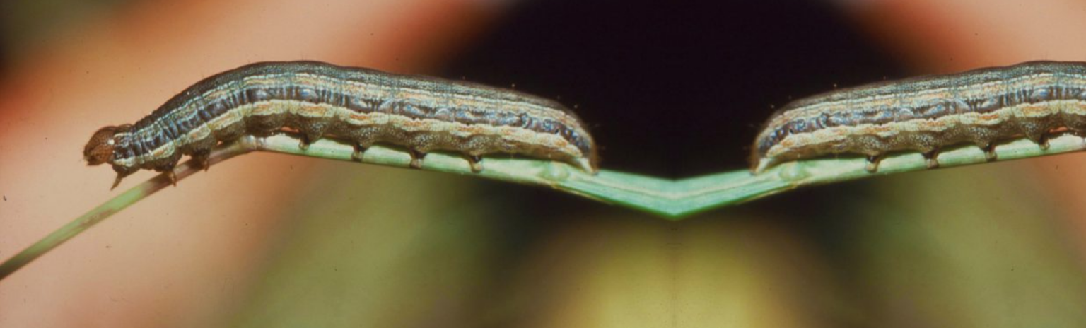 Everything You Need To Know About Sir Walter DNA Certified Buffalo - Turfco