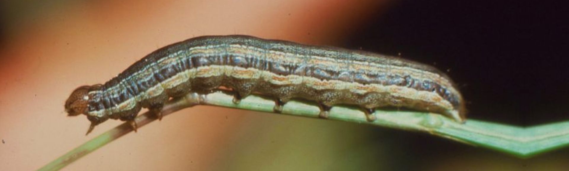 The Good And Bad | Bugs And Grubs In Your Lawn - Turfco