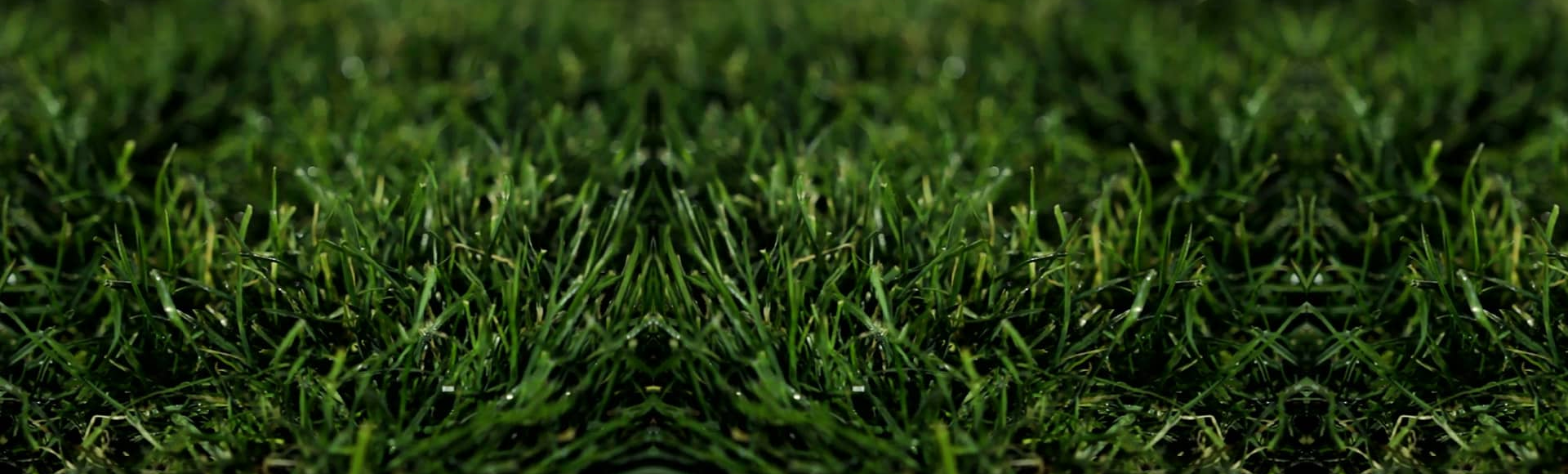 Top Tips For Shady Lawn Areas - Turfco