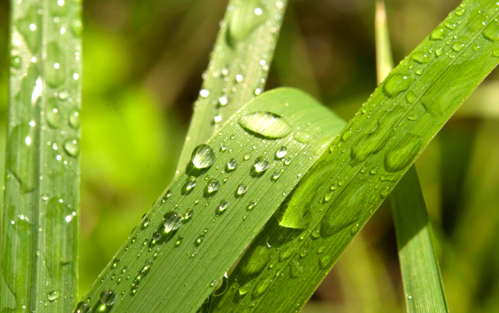 Managing Frost & Dew On Your Lawn - Turfco